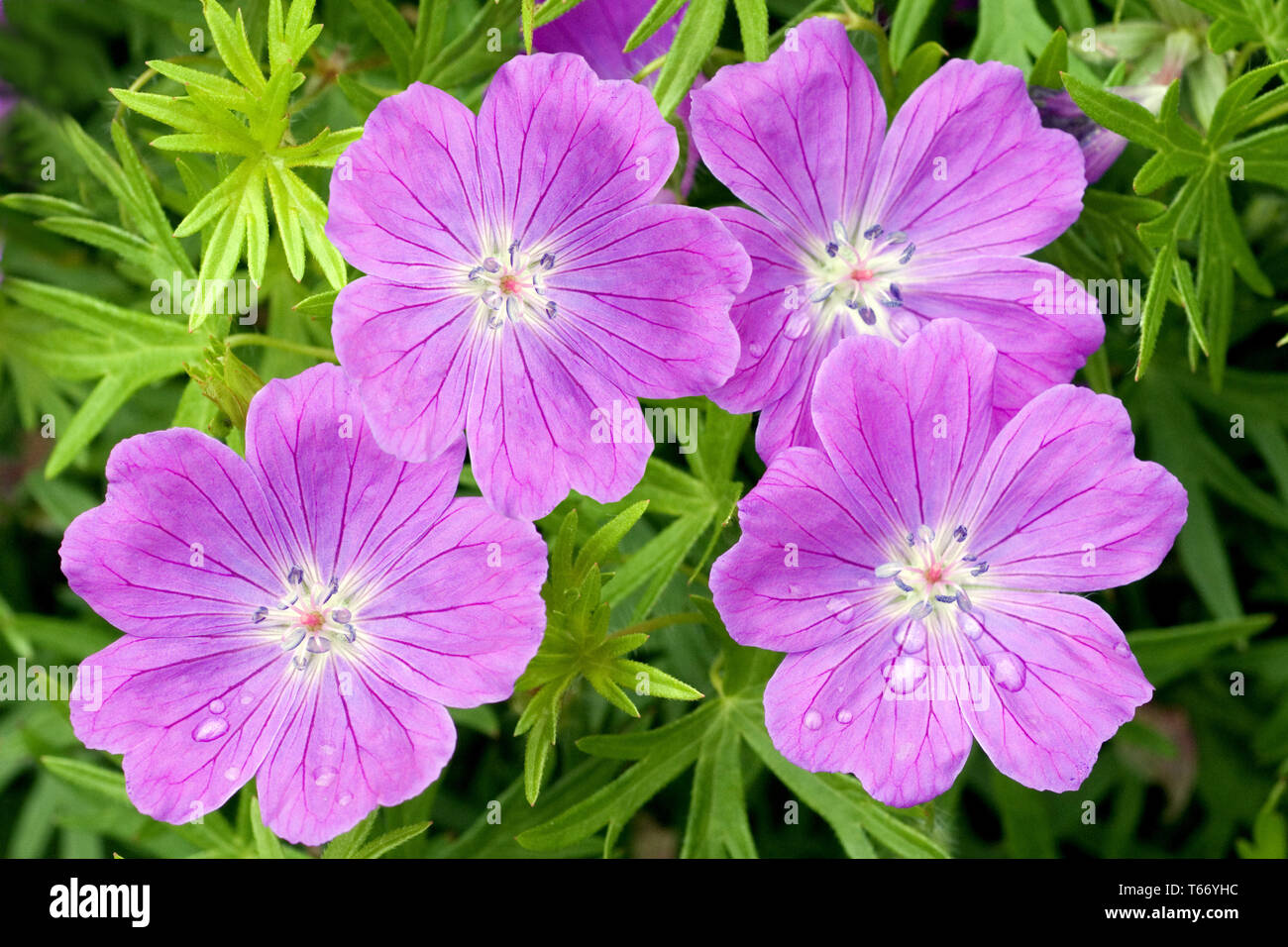 Geranium sanguineum, bloody crane's-bill or bloody geranium Stock Photo ...