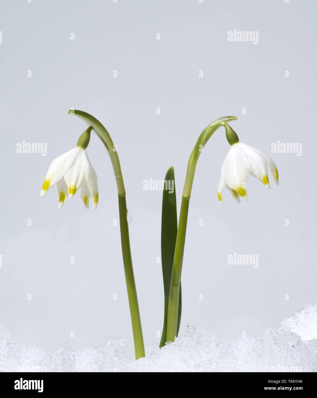 Very Large Snowdrop High Resolution Stock Photography and Images - Alamy