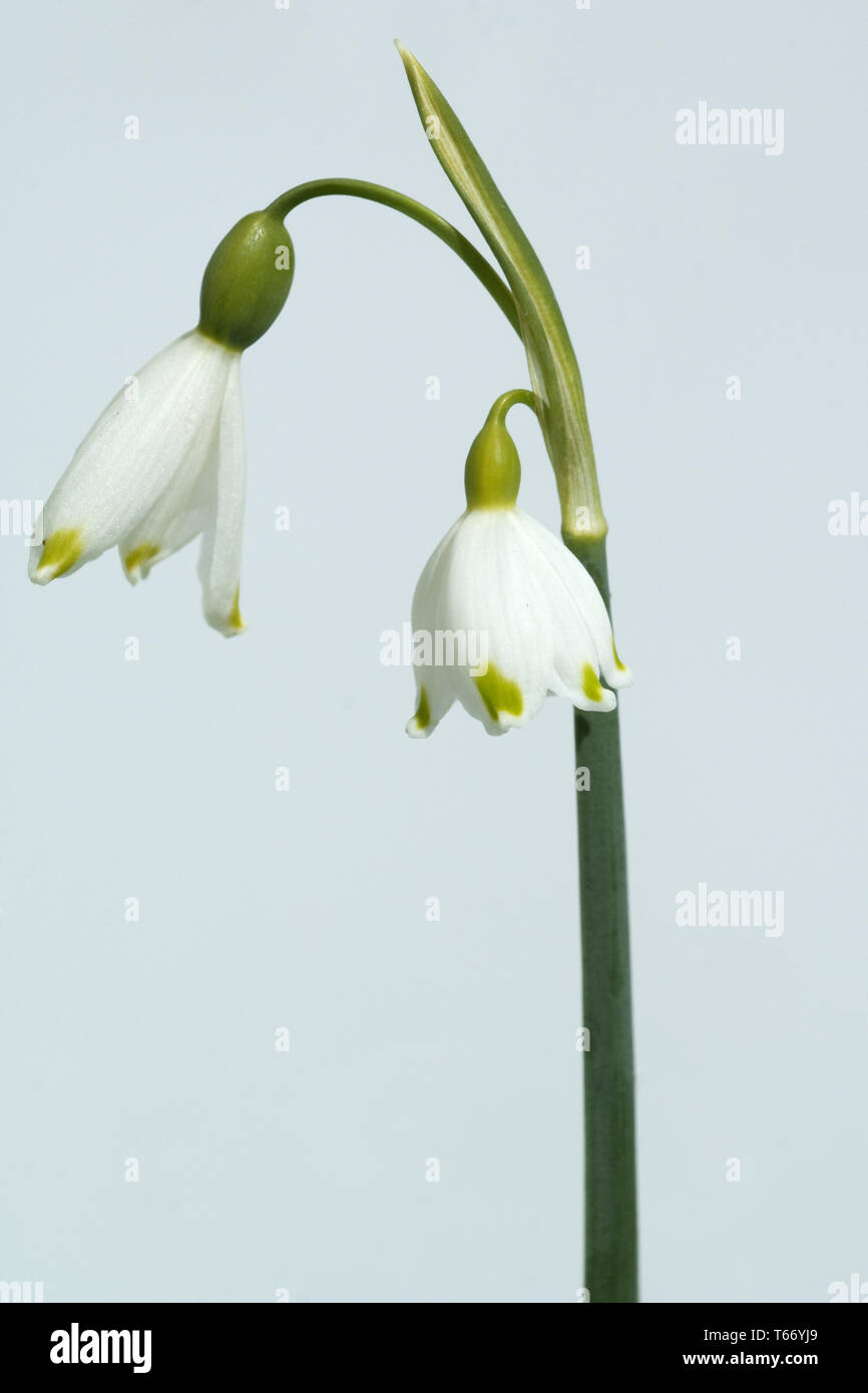 Very large snowdrop flower hi-res stock photography and images - Alamy