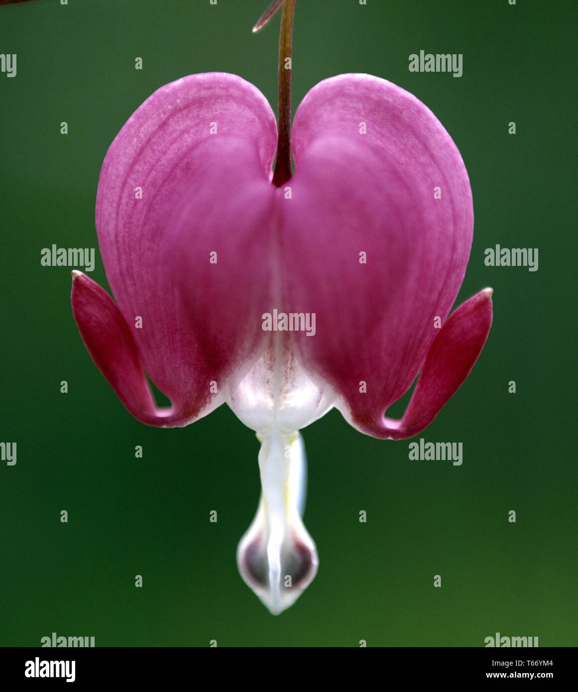 a heart of flowers Stock Photo - Alamy