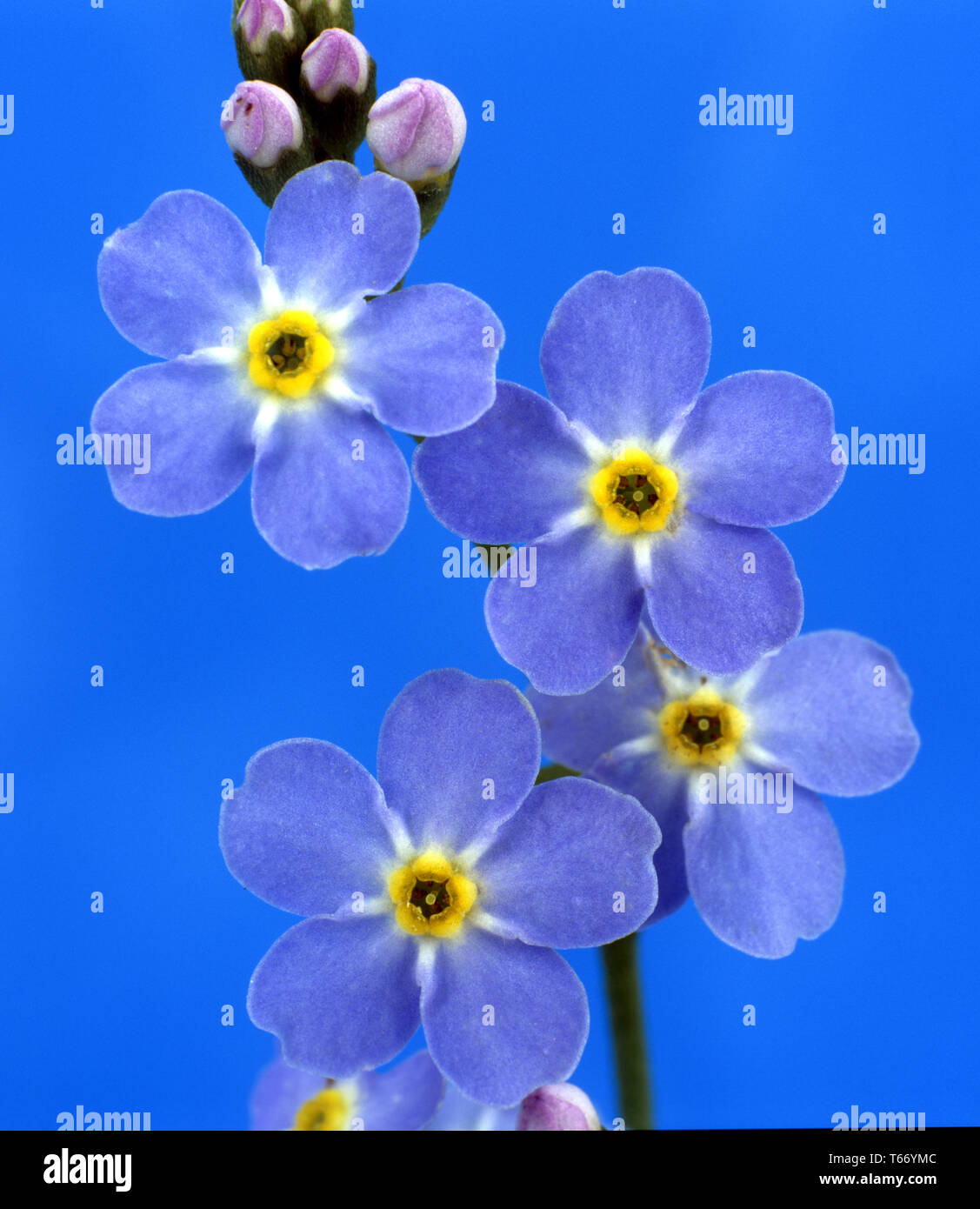 water forget-me-not, Myosotis scorpioides, Myosotis palustris Stock ...