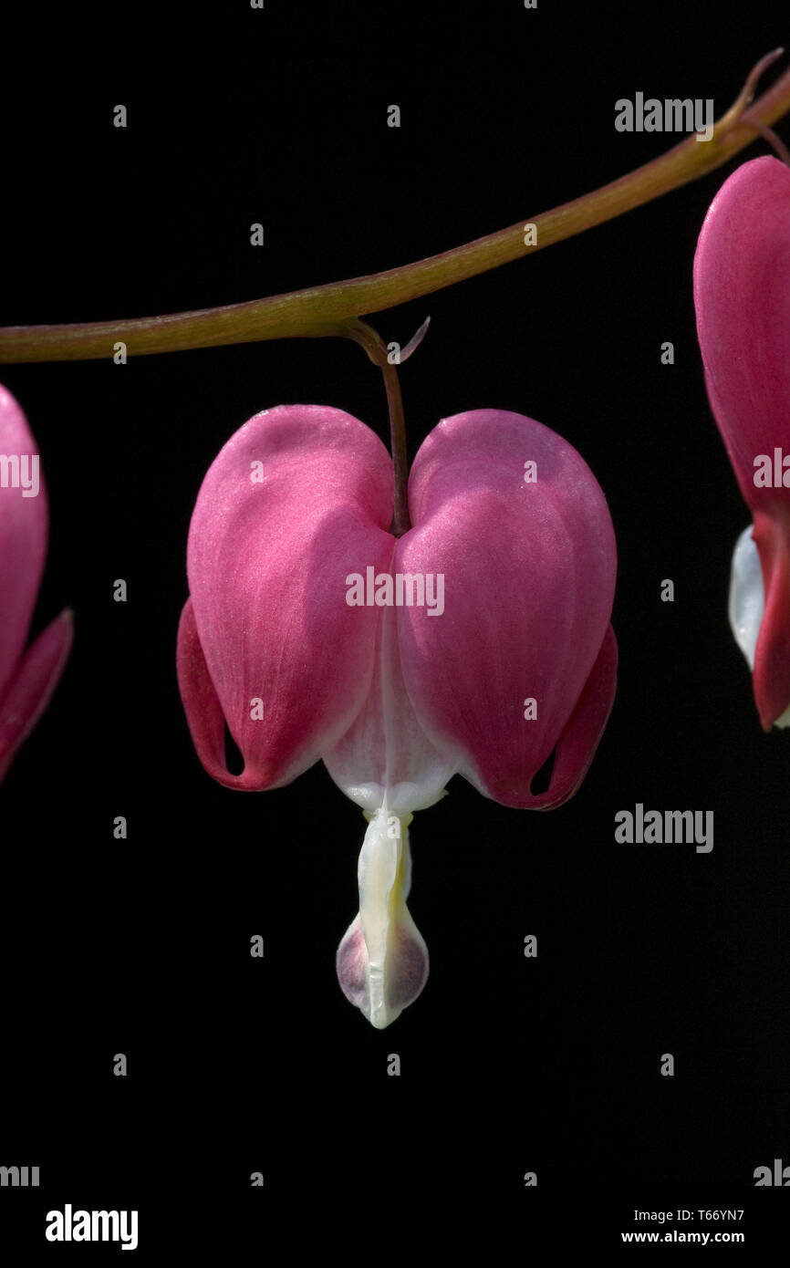 Hearty plants hi-res stock photography and images - Alamy