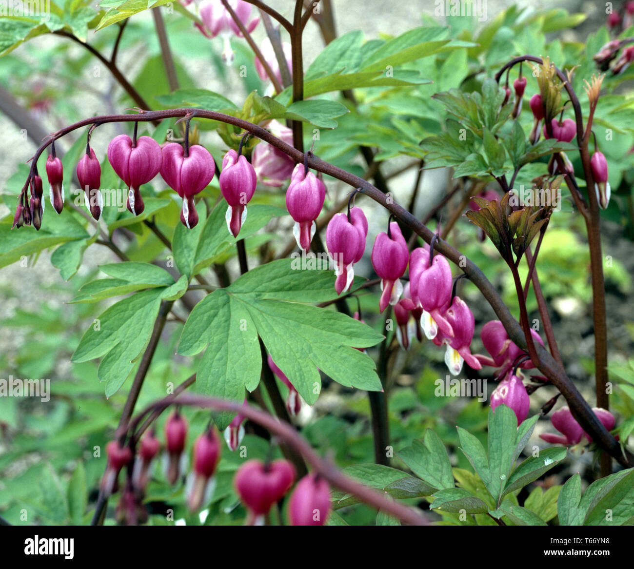 Hearty garden plants hi-res stock photography and images - Alamy