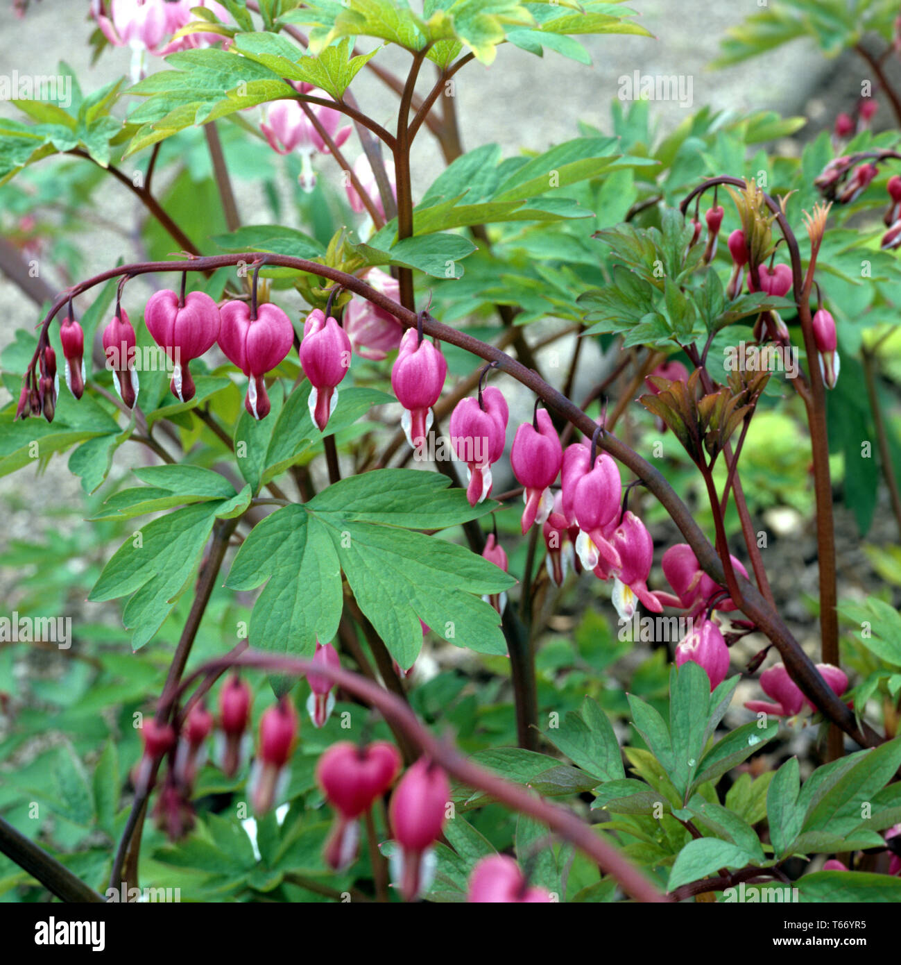a heart of flowers Stock Photo - Alamy