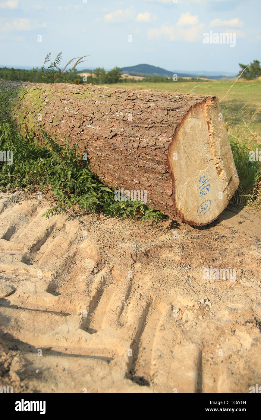 Spruce tree trunk recently cut, piled and lined a path with hill in ...