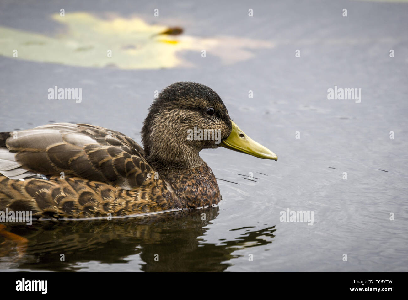 Light duck hi-res stock photography and images - Alamy