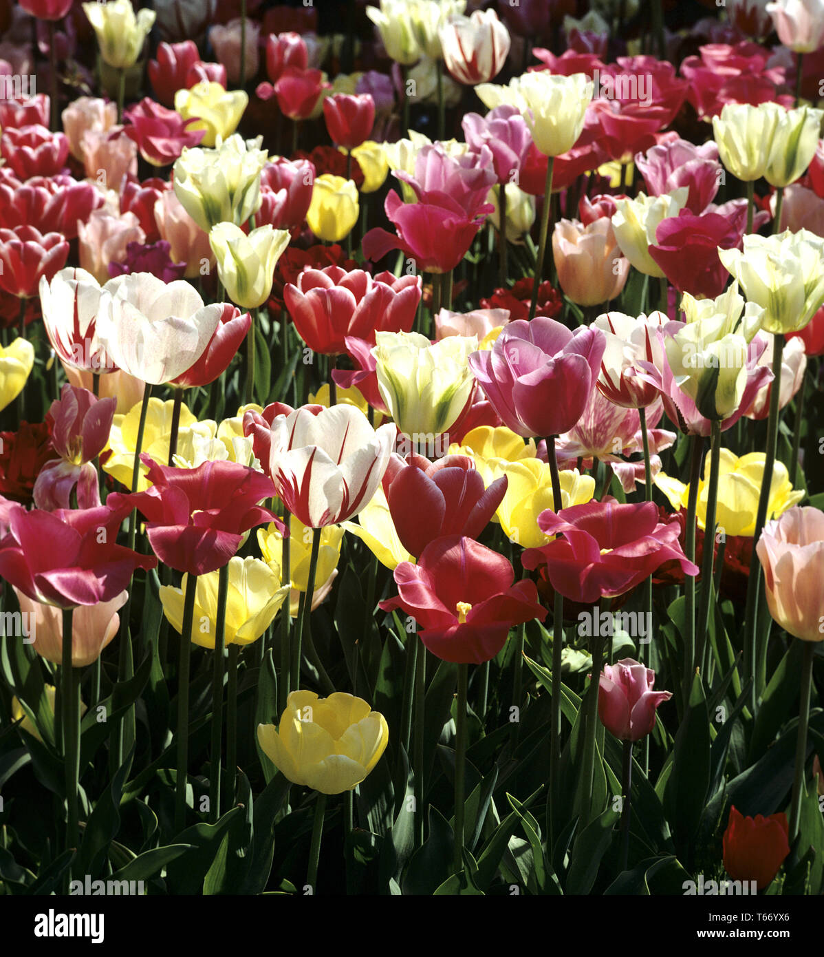 Tulip blooming season in the Netherlands, Europe Stock Photo - Alamy