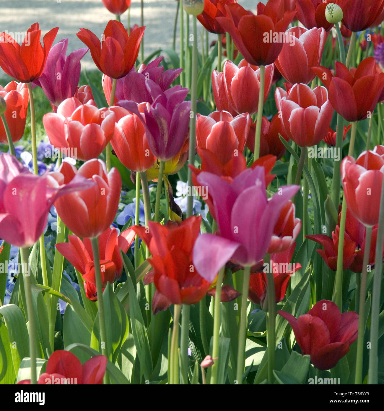 Tulip blooming season in the Netherlands, Europe Stock Photo - Alamy