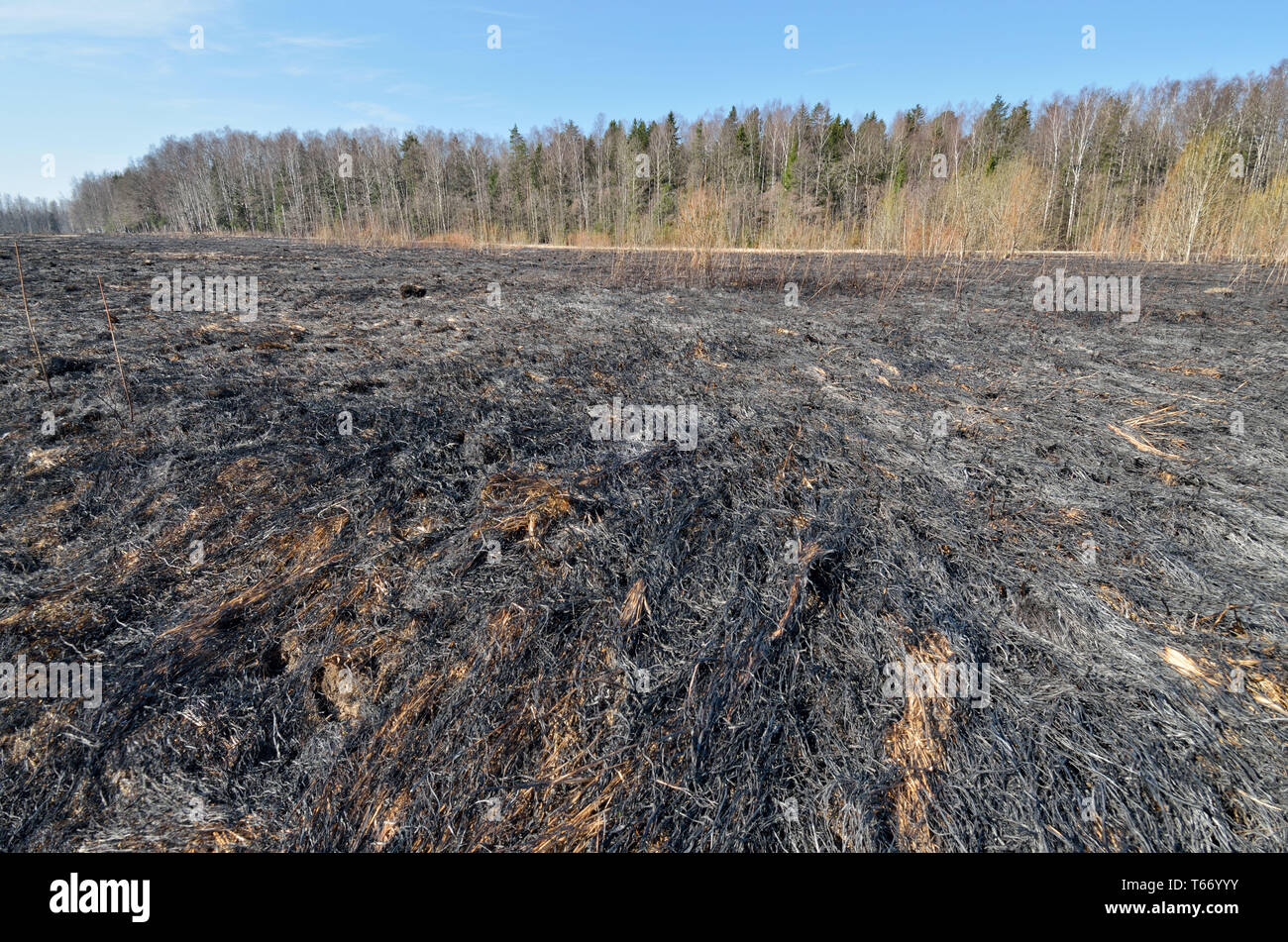 Burnt grass on the field.Instead plants has remained black ash Stock ...