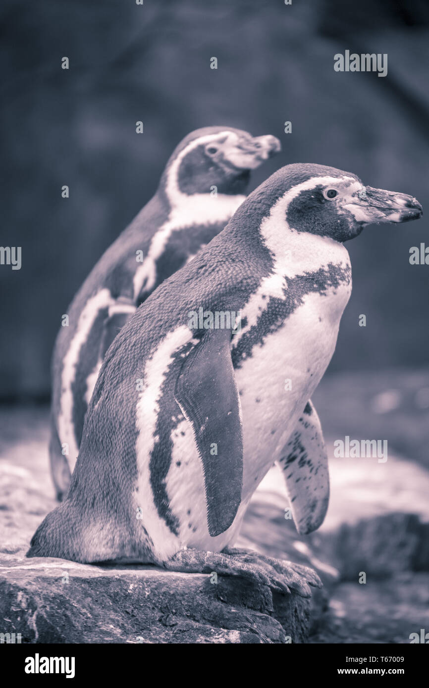 Two penguins hi-res stock photography and images - Alamy