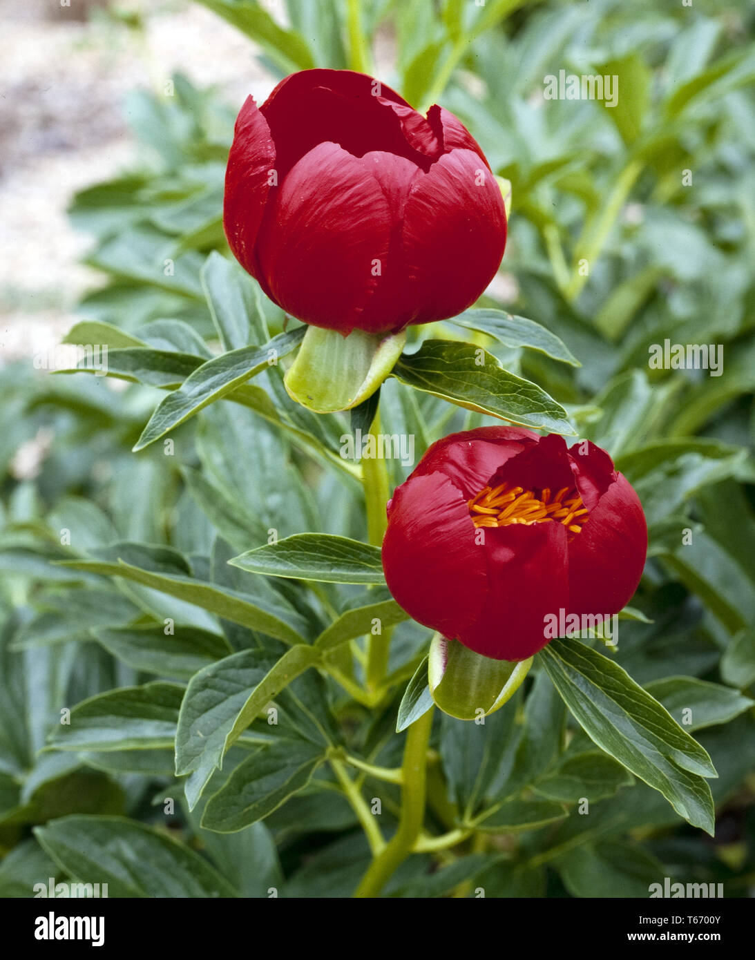 Peony, Paeonia officinalis Stock Photo - Alamy