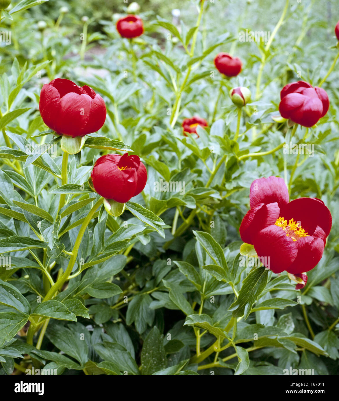 Peony, Paeonia officinalis Stock Photo - Alamy