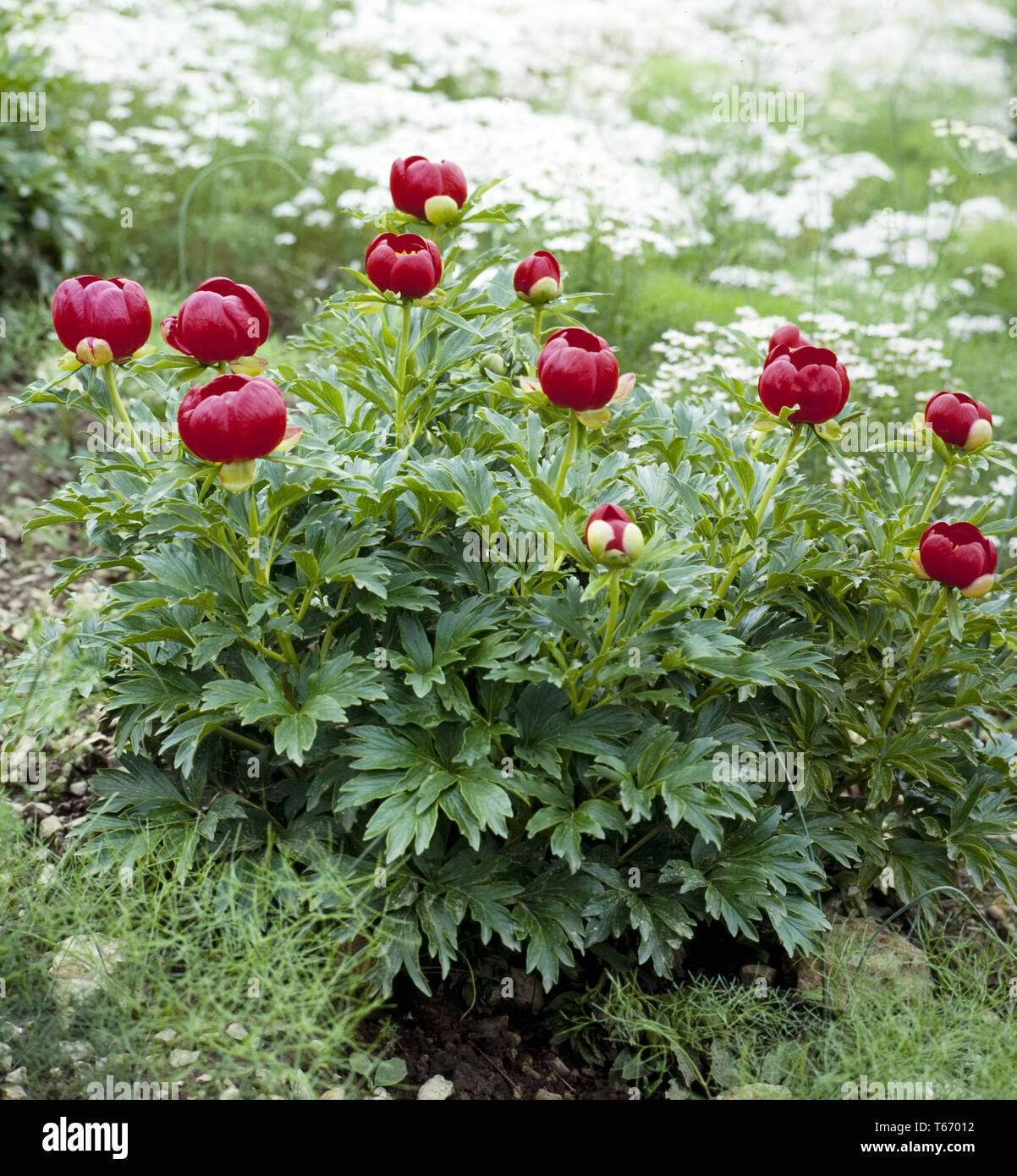 Peony, Paeonia officinalis Stock Photo - Alamy
