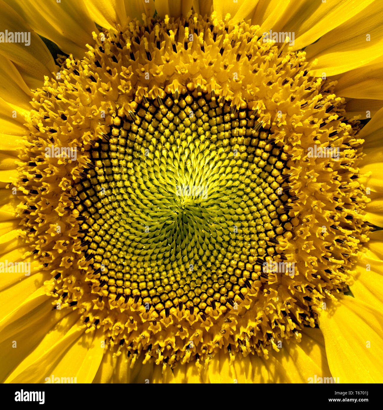 Native sunflowers hi-res stock photography and images - Alamy