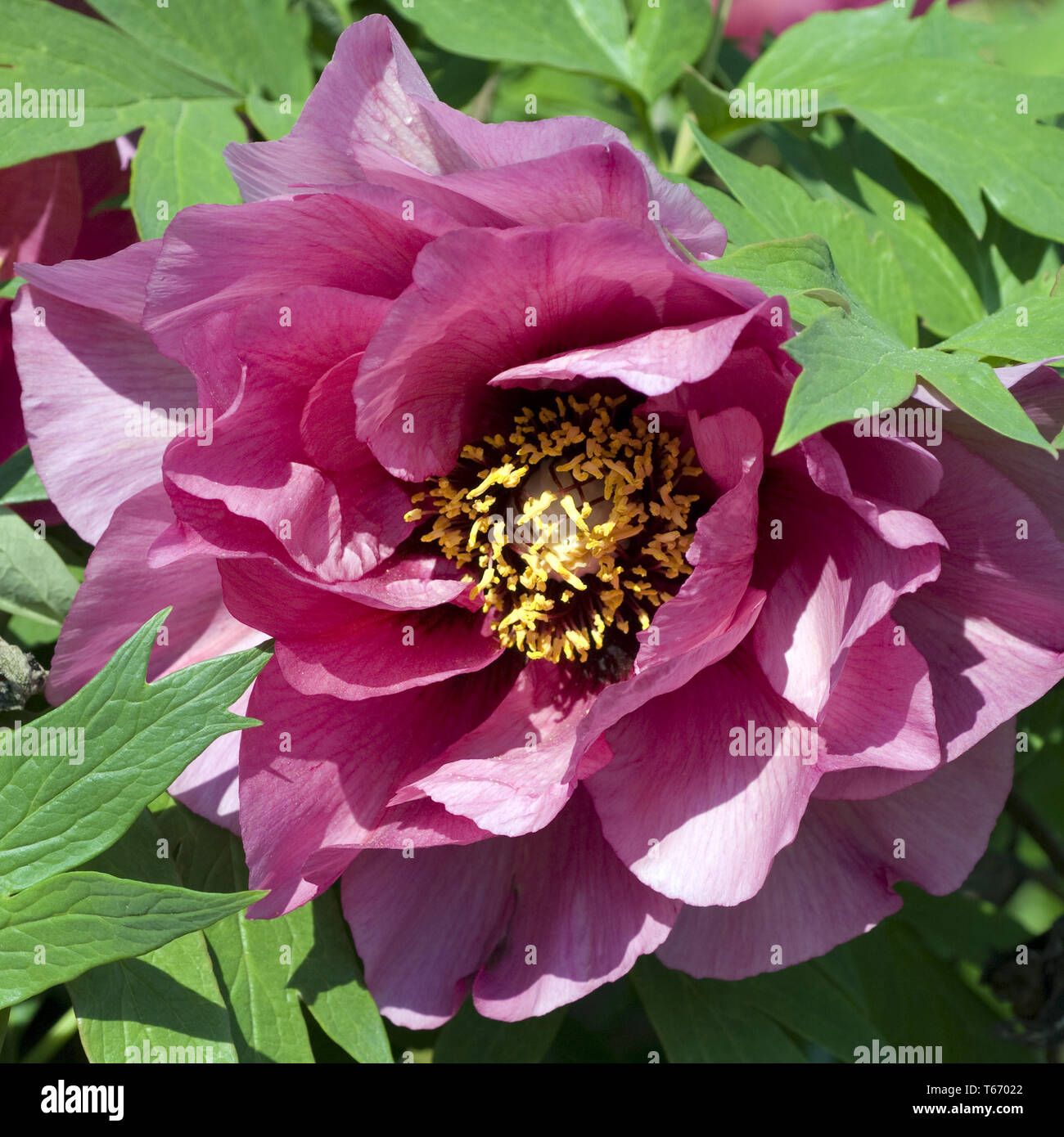 Tree peony (Paeonia Stock Photo - Alamy