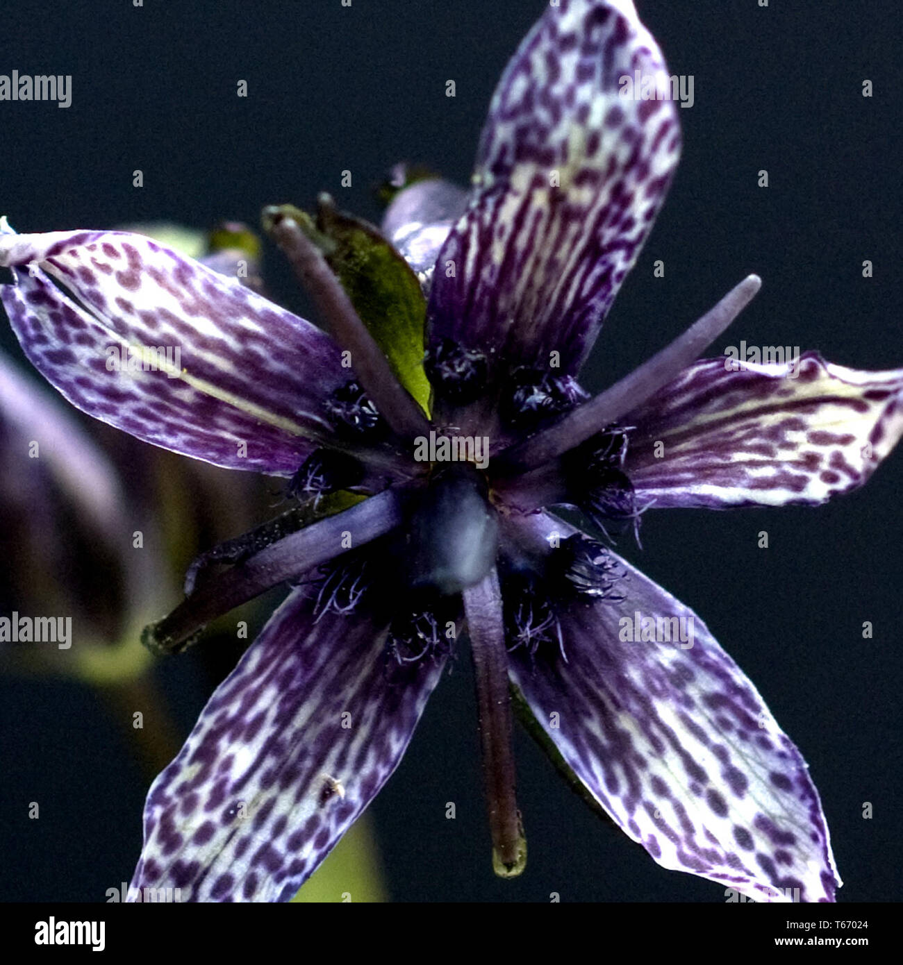 Star swertia hi-res stock photography and images - Alamy