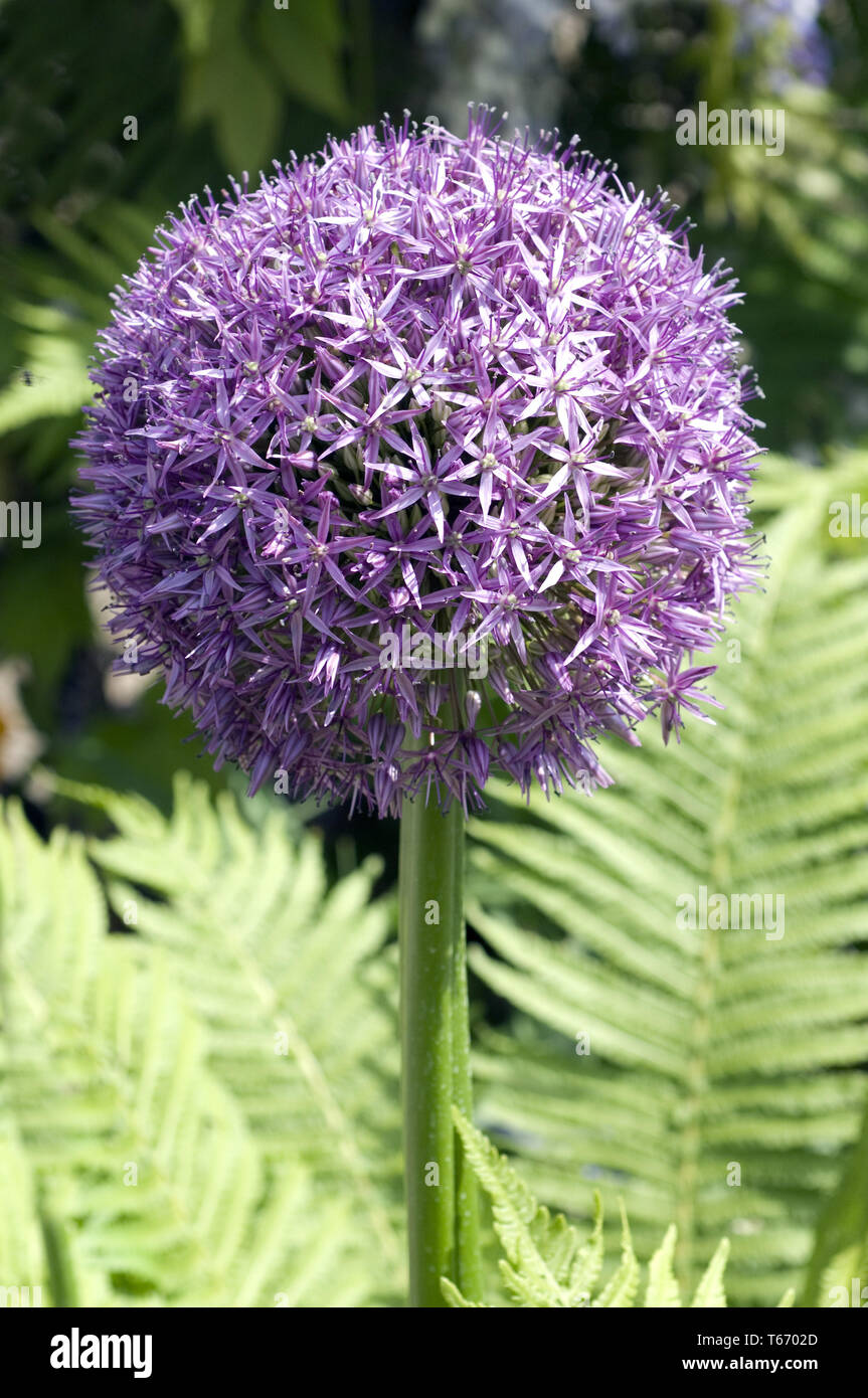 Giant allium or giant onion, Allium giganteum Stock Photo - Alamy