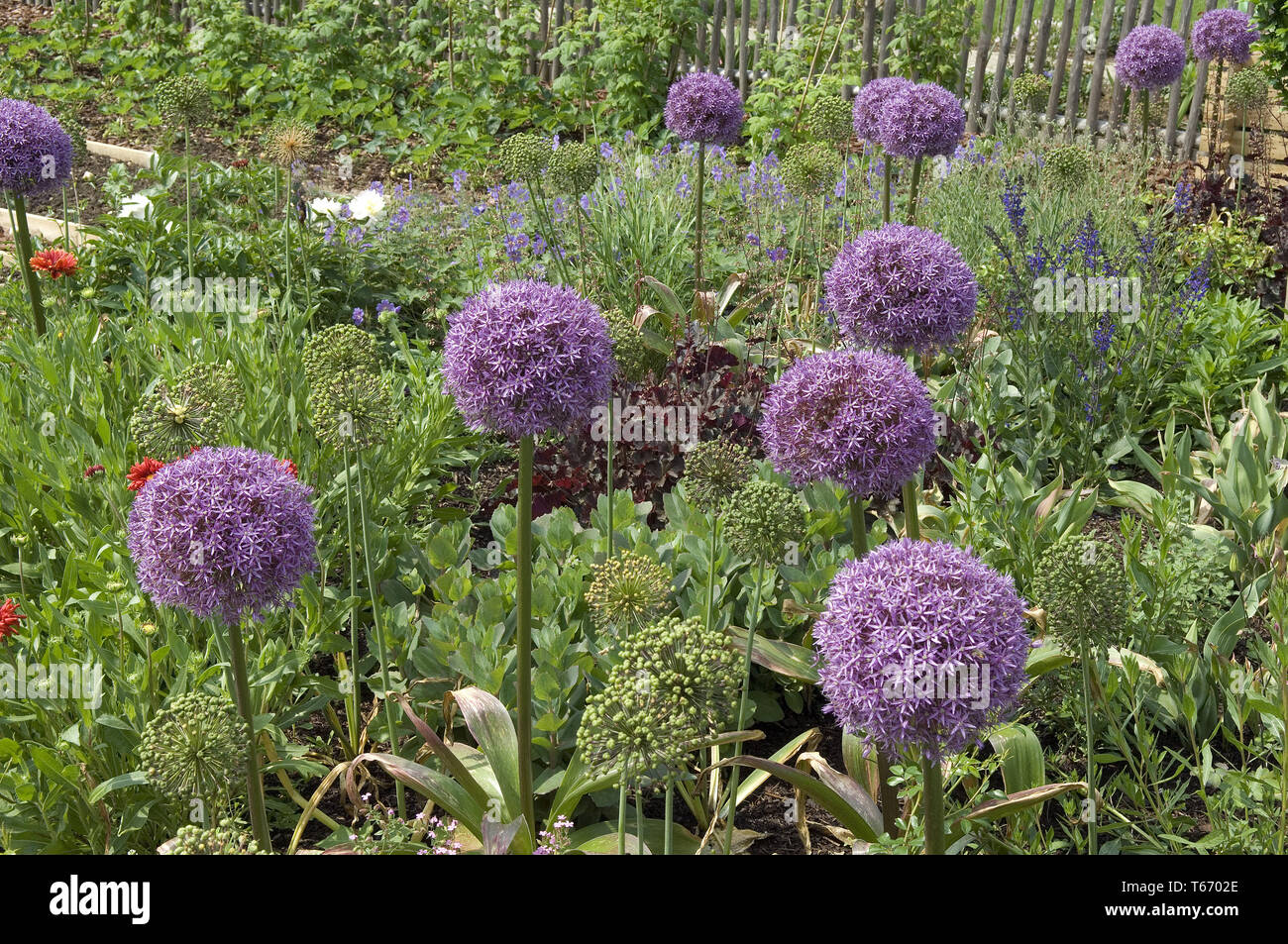 Allium giganteum globemaster hi-res stock photography and images - Alamy