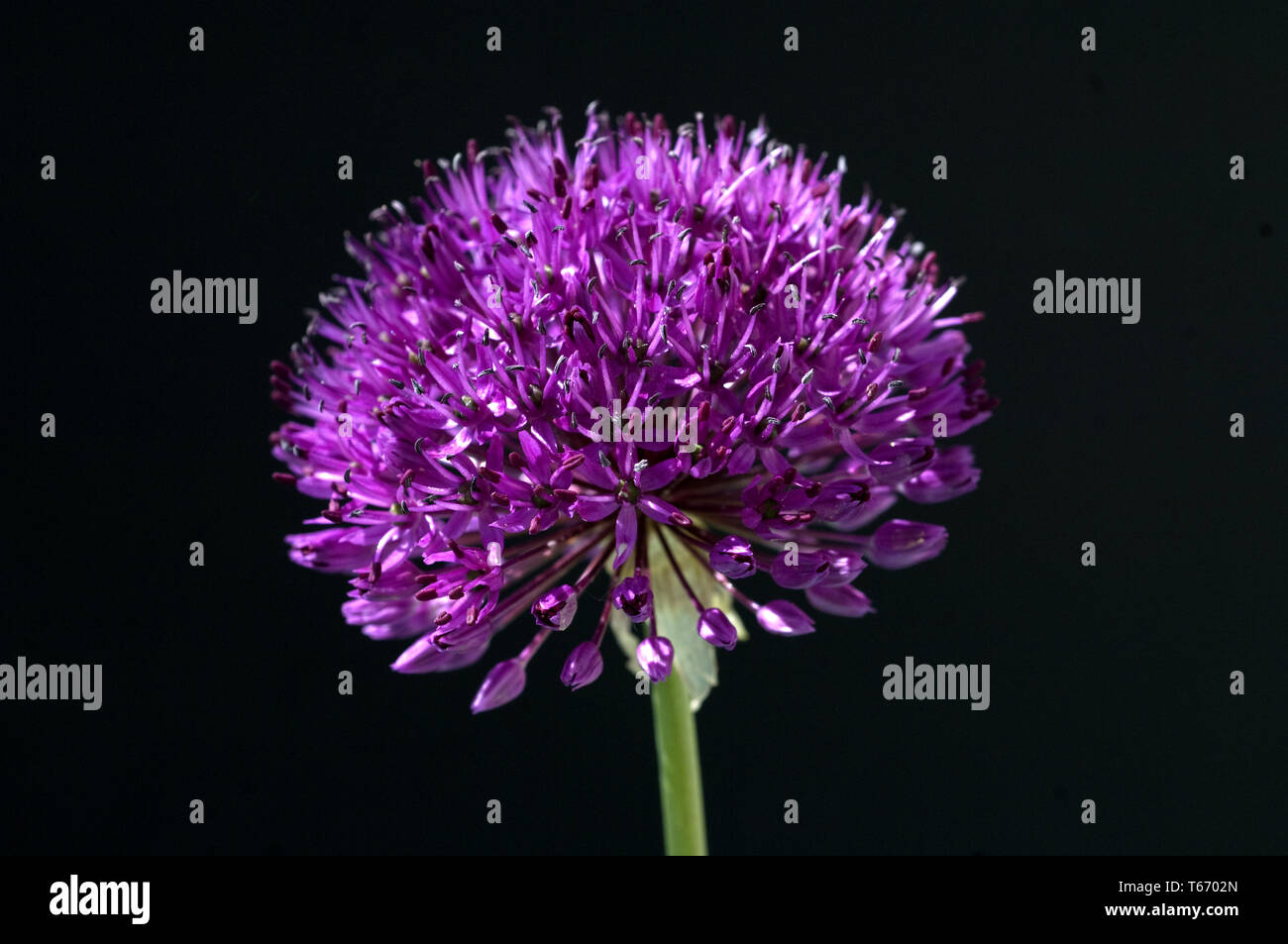 Giant allium or giant onion, Allium giganteum Stock Photo - Alamy