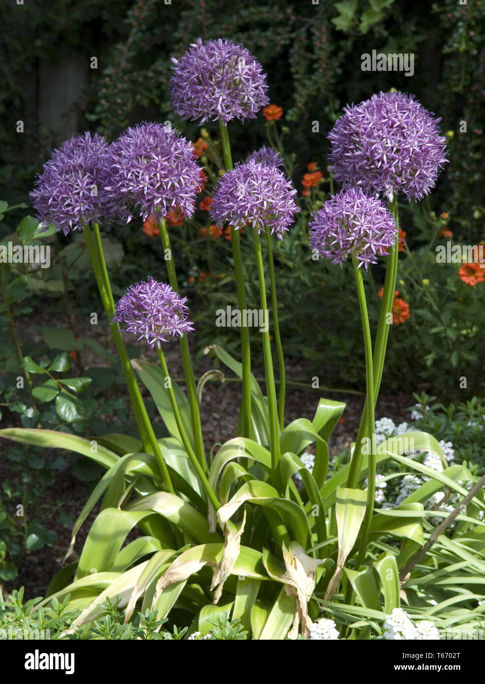 Giant allium or giant onion, Allium giganteum Stock Photo - Alamy
