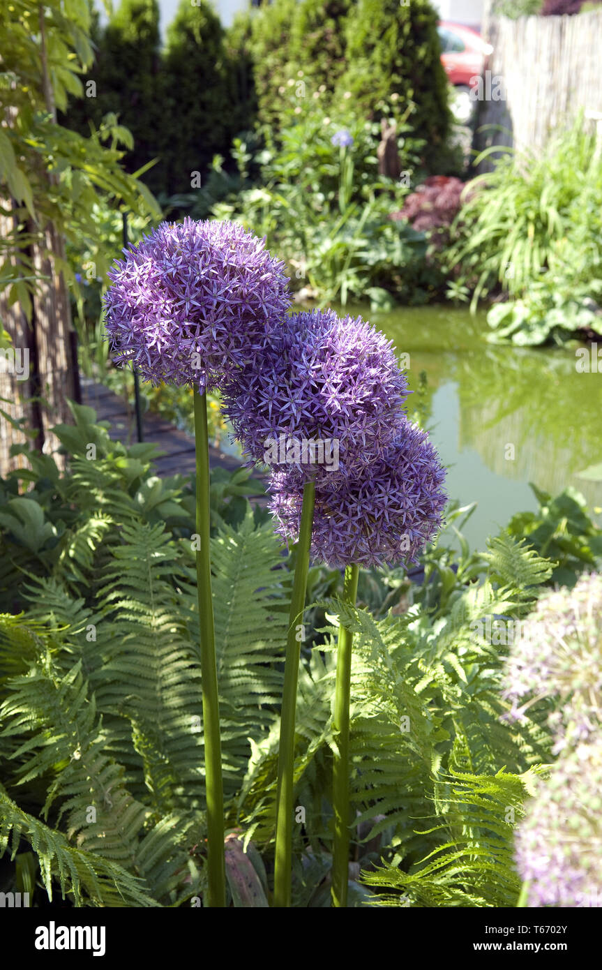 Allium giganteum globemaster hi-res stock photography and images - Alamy