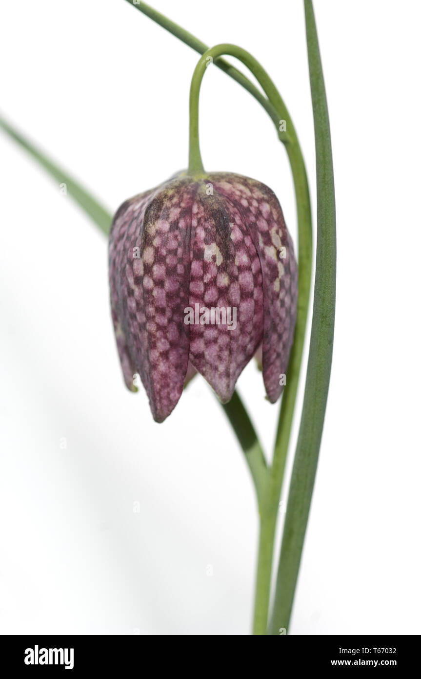 checkered daffodil [Fritillaria meleagris] Stock Photo - Alamy