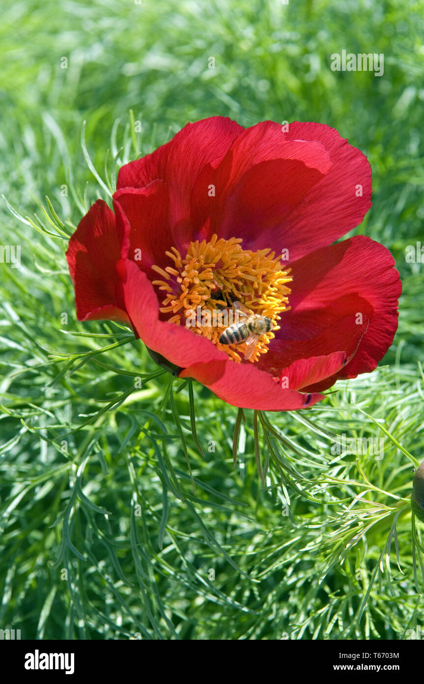 Peony, Paeonia officinalis Stock Photo - Alamy