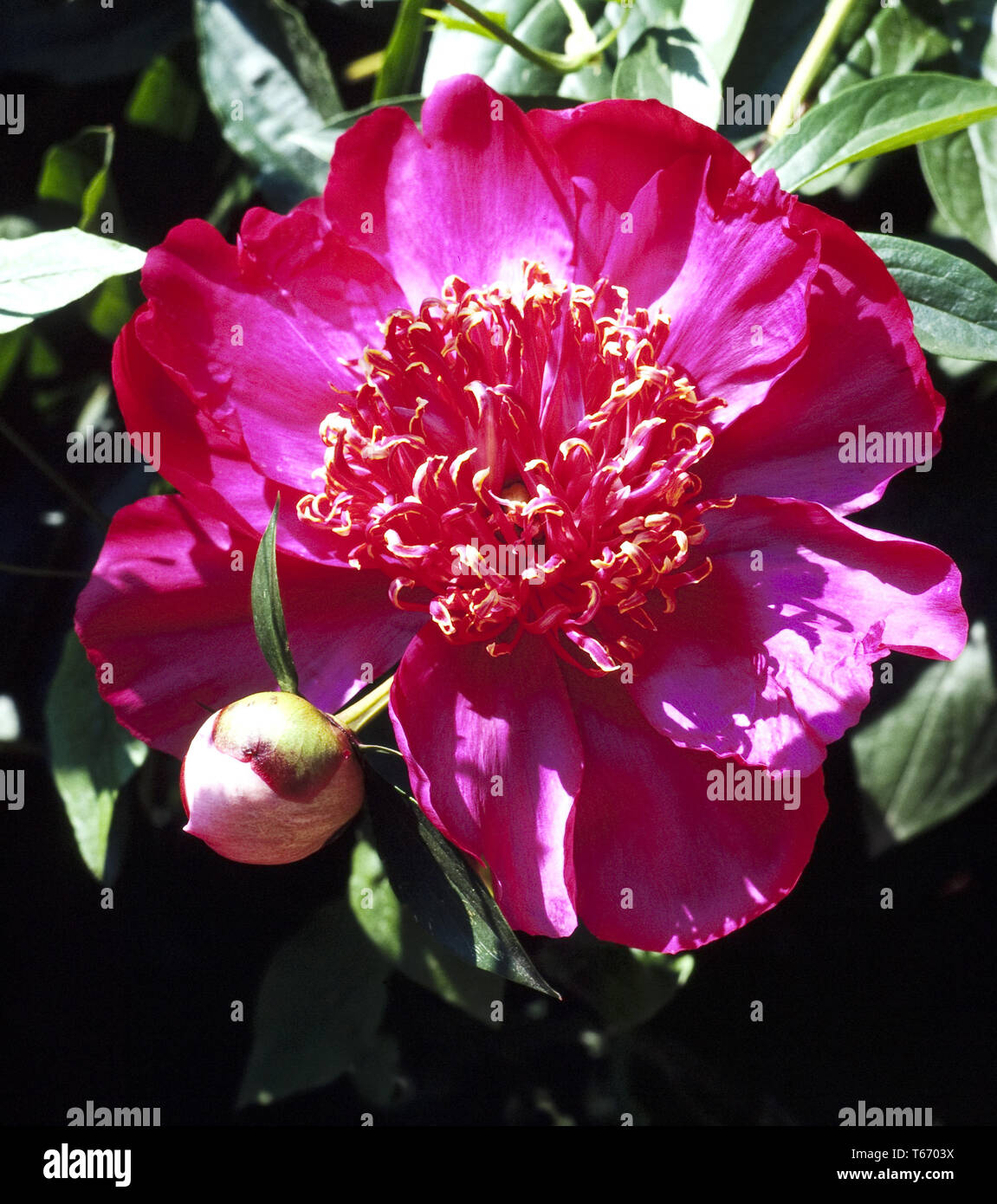 Peony, Paeonia officinalis Stock Photo - Alamy