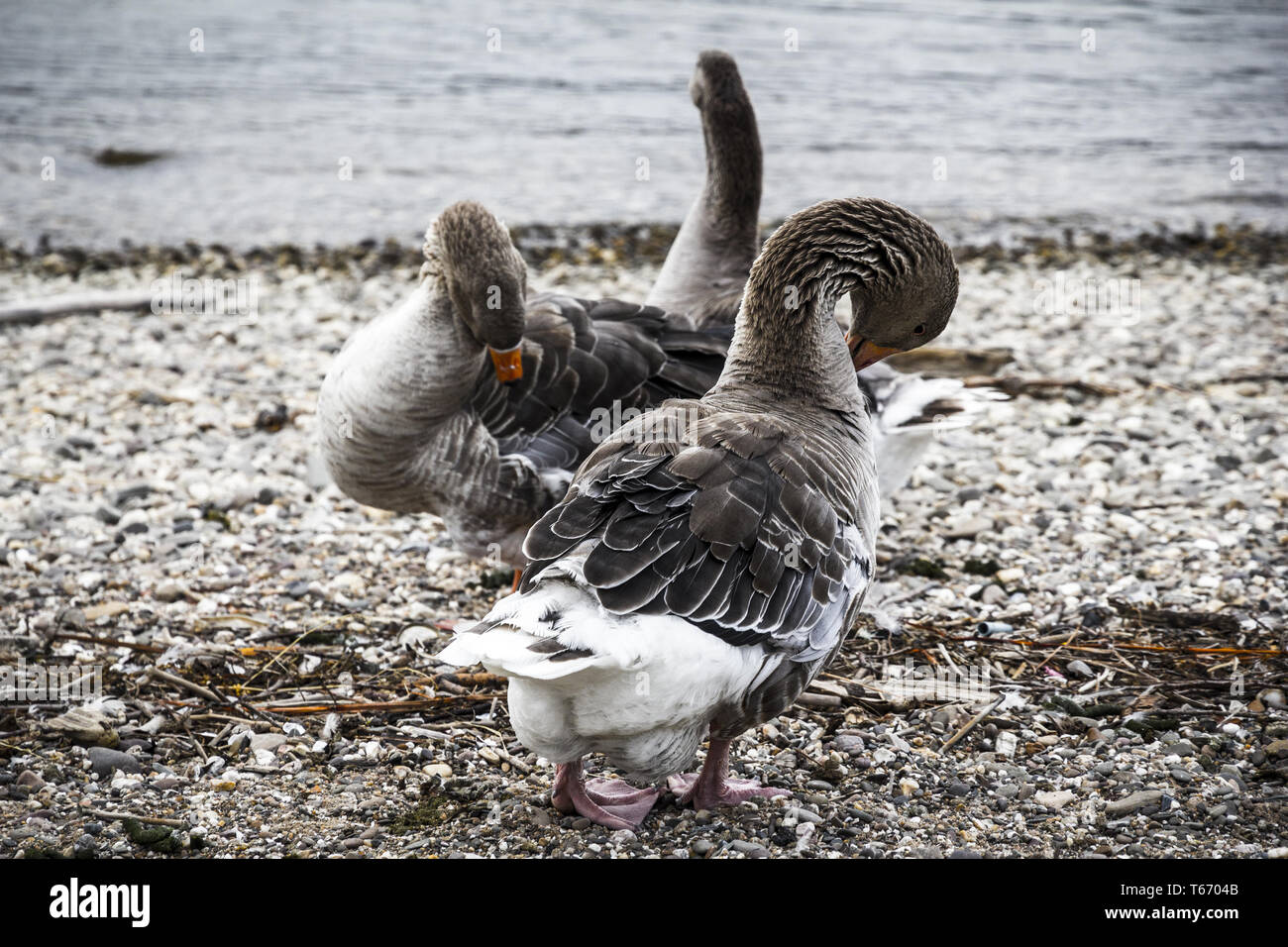 tree geese cleaning themselves on a beach Stock Photo - Alamy
