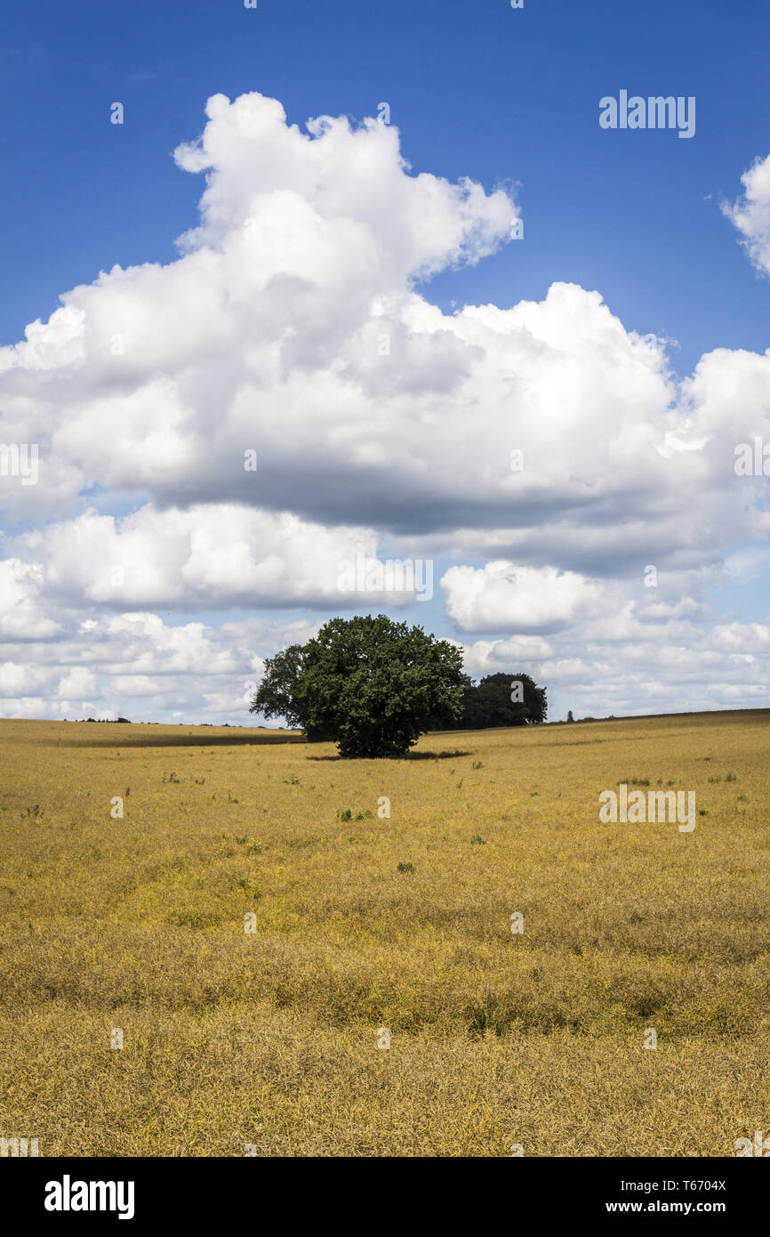 Dark tree landscape hi-res stock photography and images - Alamy