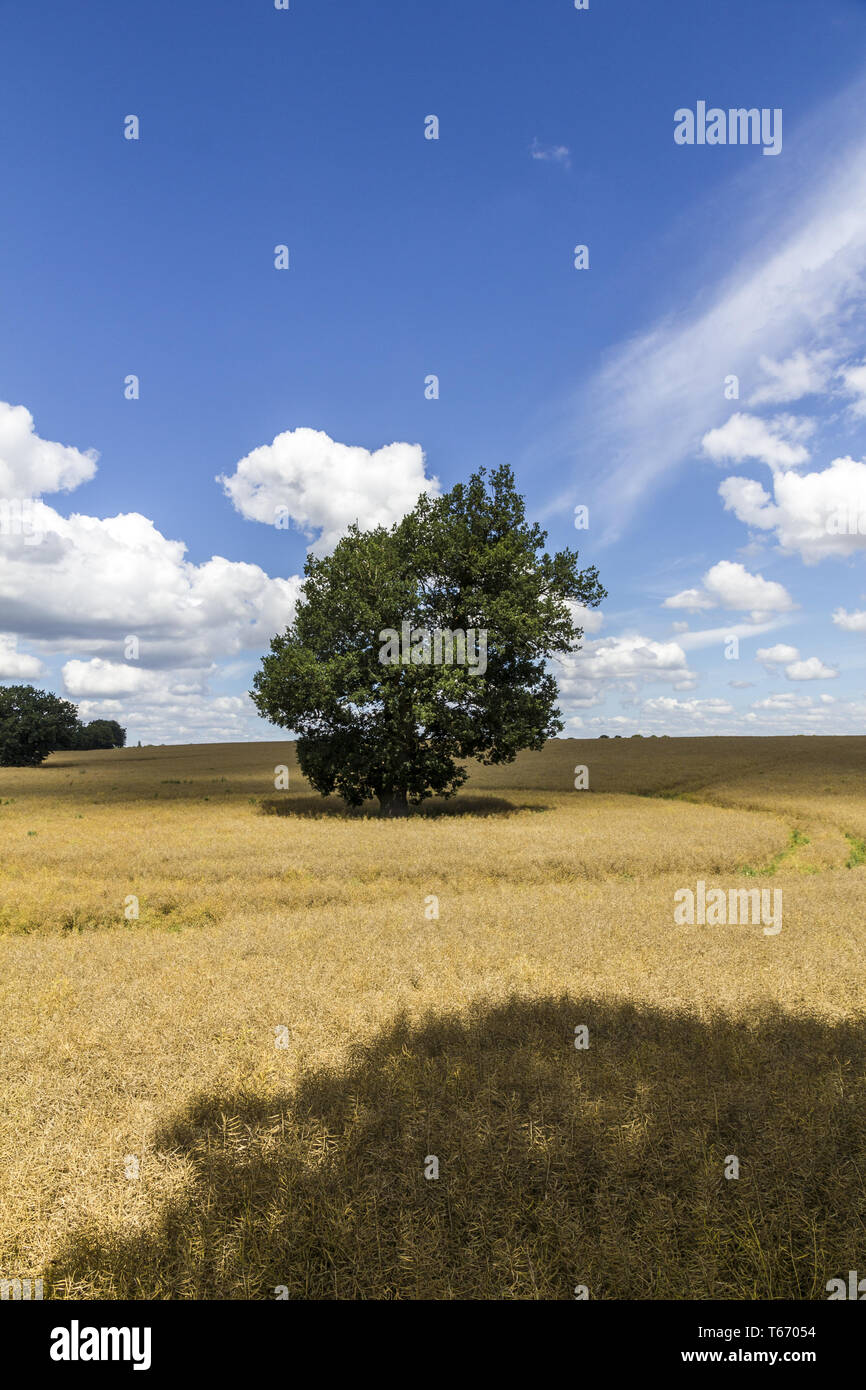 Tree In A Rapeseed Field High Resolution Stock Photography and Images ...