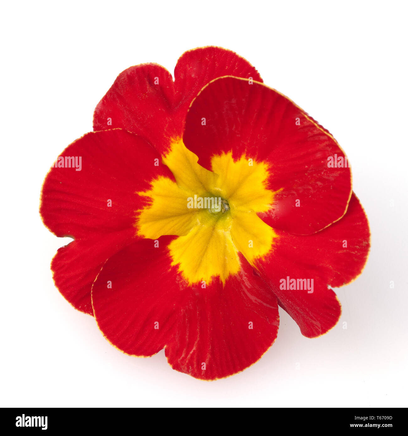 Primrose bed Cut Out Stock Images & Pictures - Alamy
