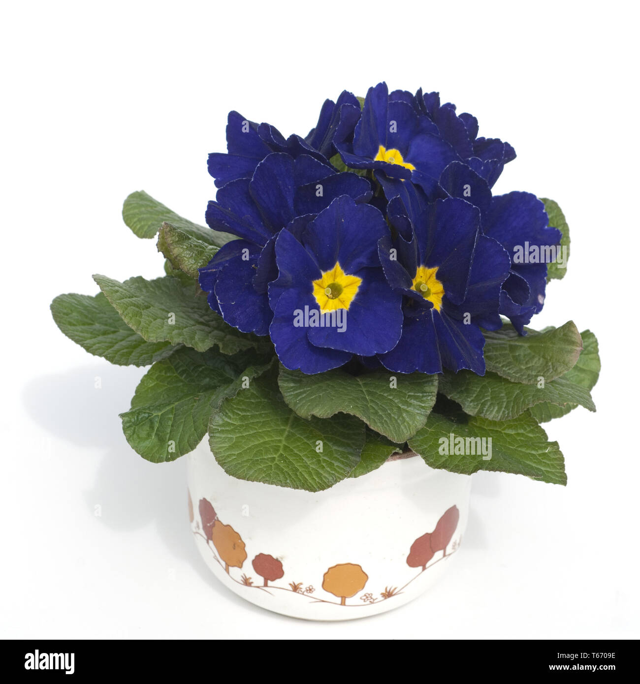 Wild primroses Cut Out Stock Images & Pictures - Alamy