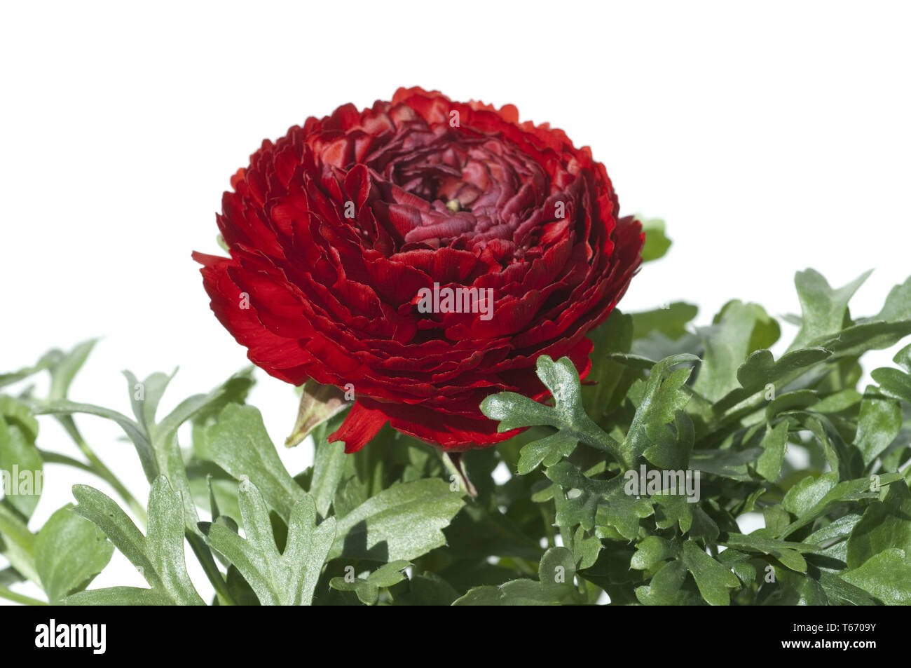 Persian buttercup, Ranunculus asiaticus Stock Photo - Alamy