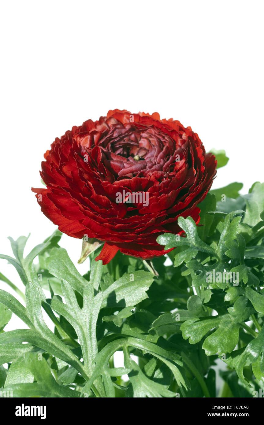Persian buttercup, Ranunculus asiaticus Stock Photo - Alamy
