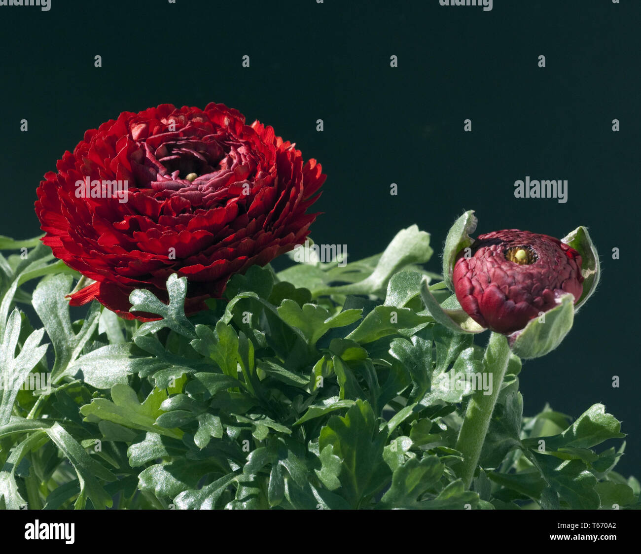 Persian buttercup, Ranunculus asiaticus Stock Photo - Alamy