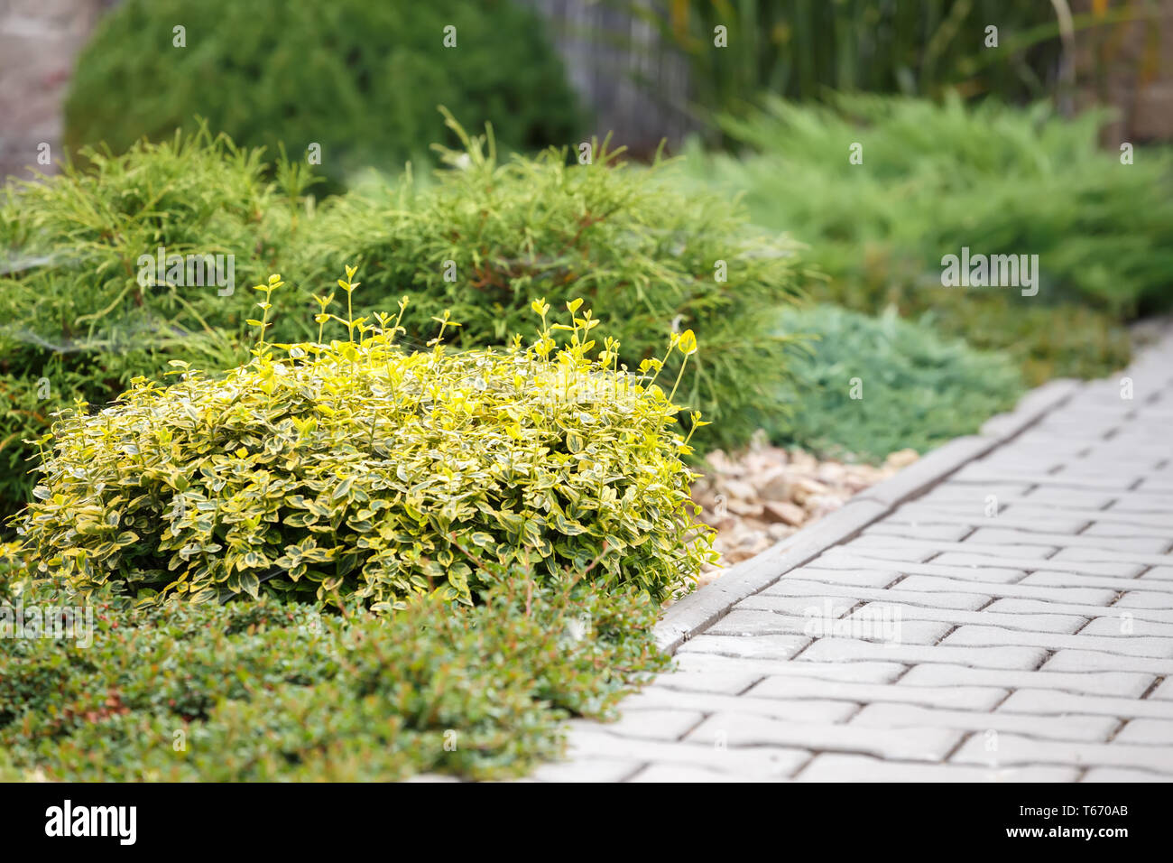 green plants in garden Stock Photo - Alamy