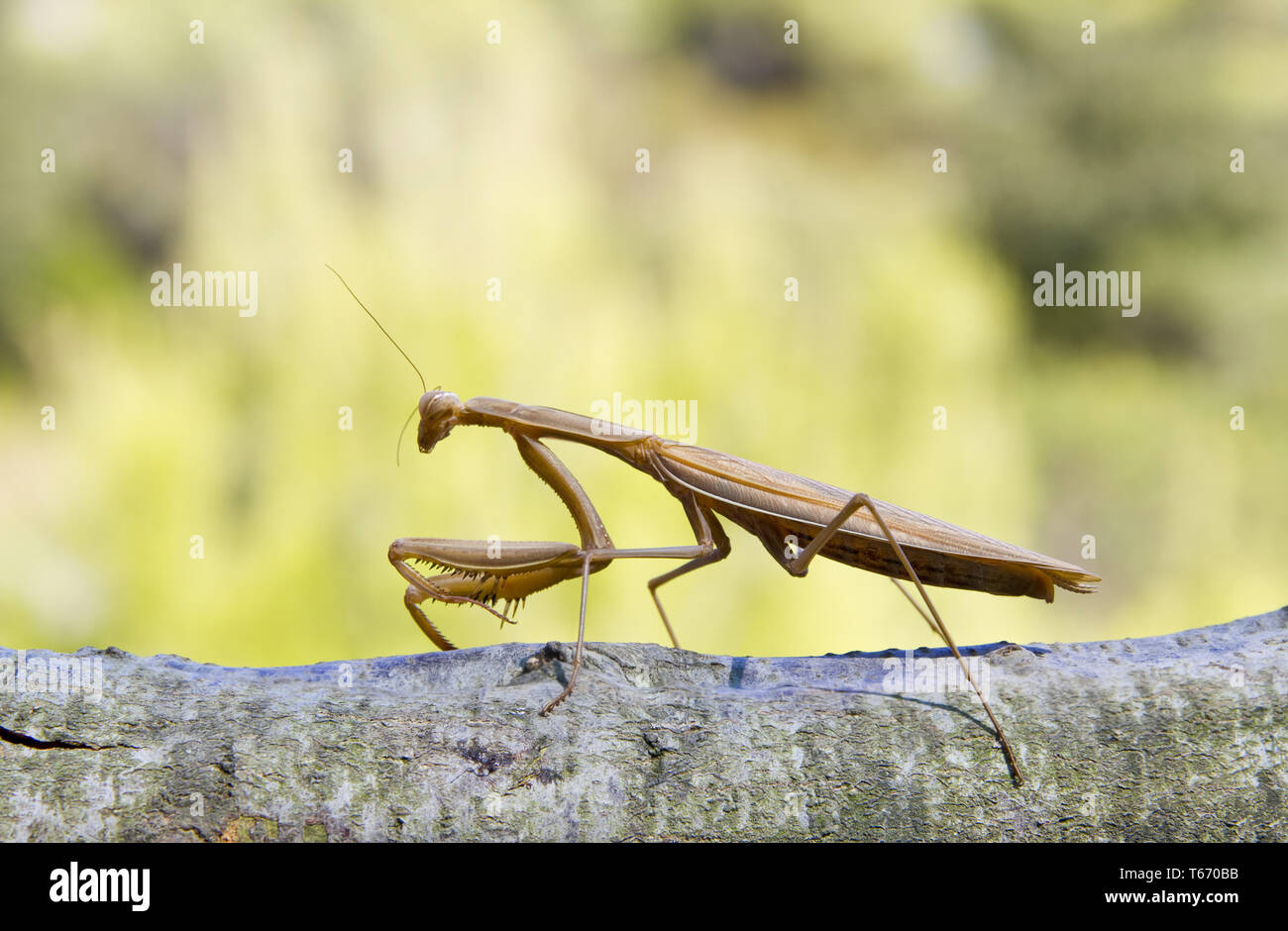 Mantis side view hi-res stock photography and images - Alamy