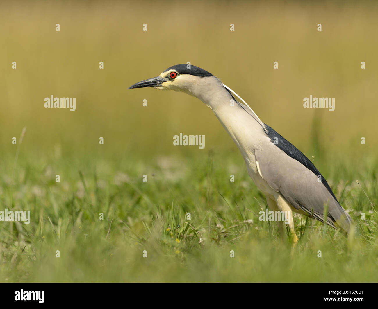 black-crowned night heron, Nycticorax nycticorax Stock Photo - Alamy