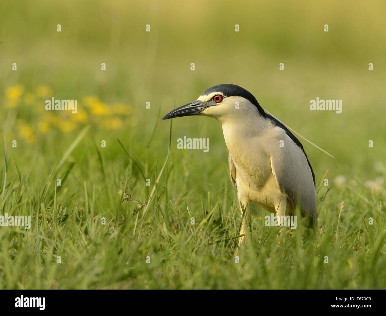 black-crowned night heron, Nycticorax nycticorax Stock Photo - Alamy