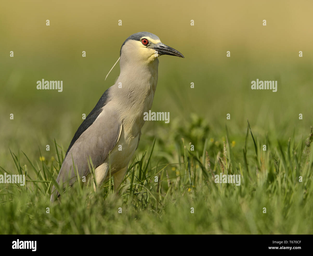 black-crowned night heron, Nycticorax nycticorax Stock Photo - Alamy