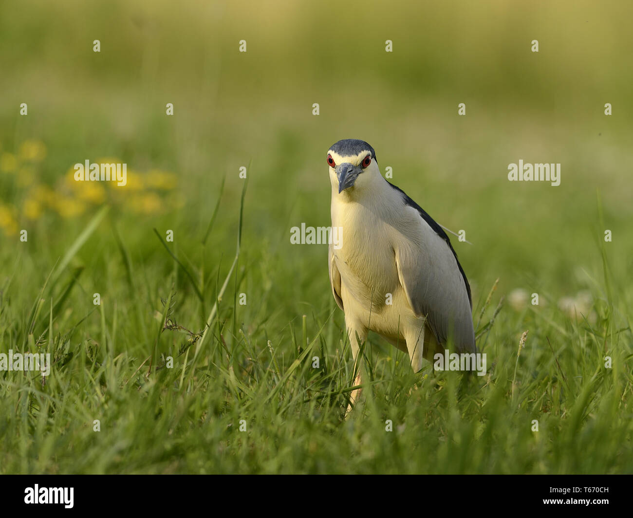 black-crowned night heron, Nycticorax nycticorax Stock Photo - Alamy