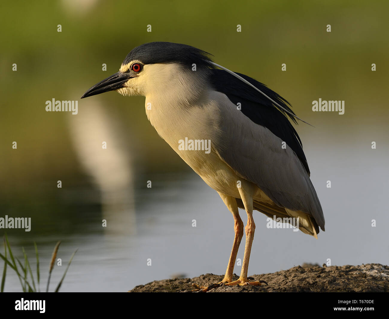 black-crowned night heron, Nycticorax nycticorax Stock Photo - Alamy