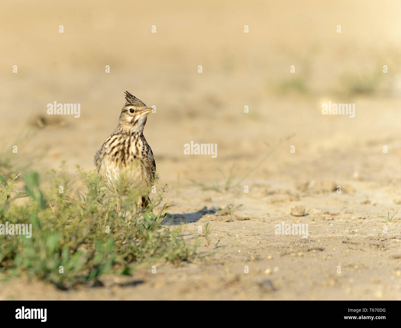 Crested Lark, Galerida cristata, Bulgaria, Europe Stock Photo - Alamy