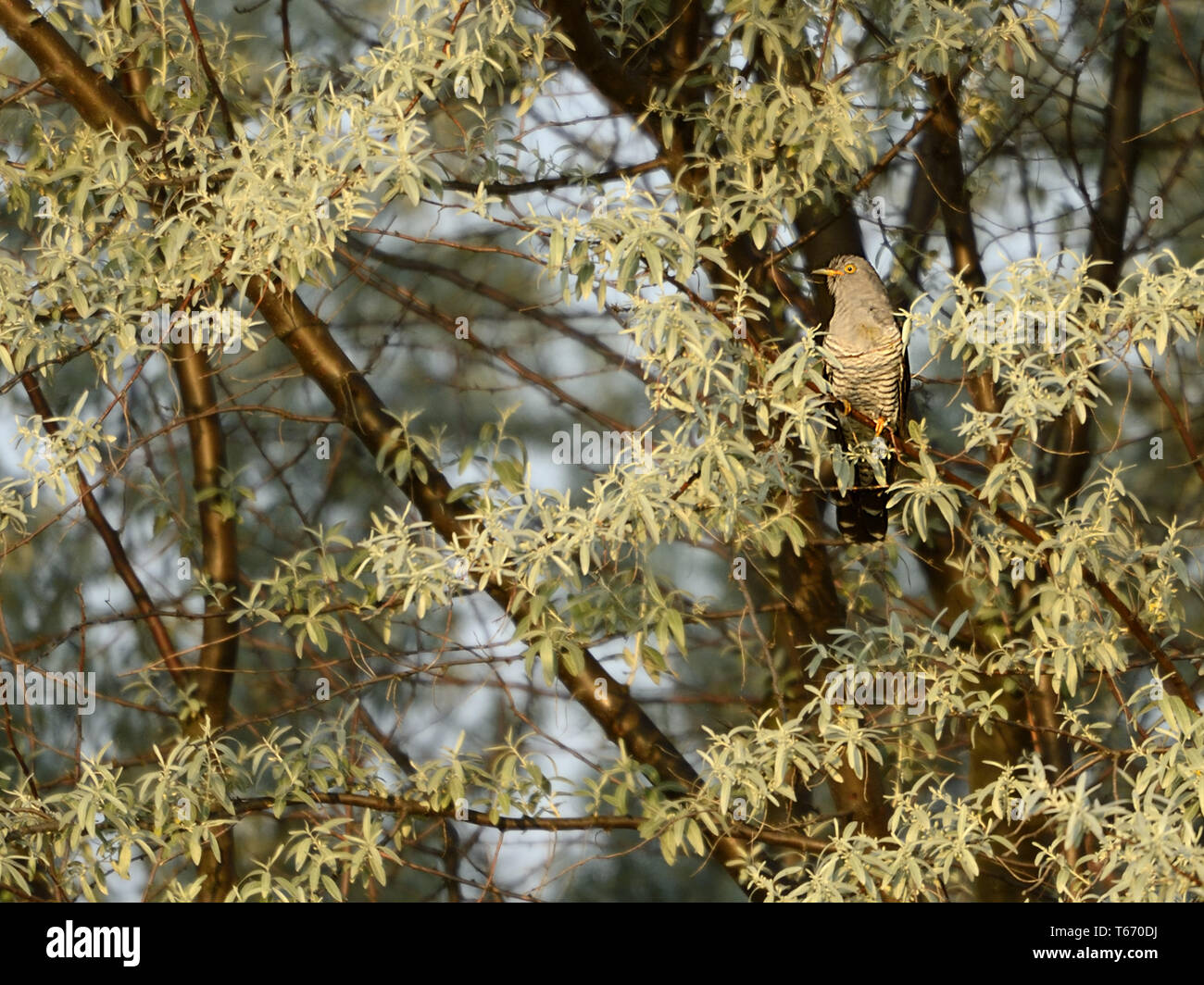 Common Cuckoo, Cuculus canorus, Kuckuck Stock Photo - Alamy