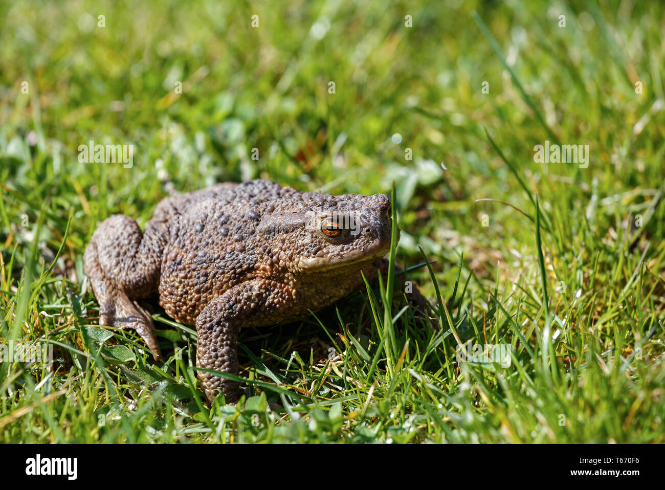 brown toad in the garden Stock Photo - Alamy