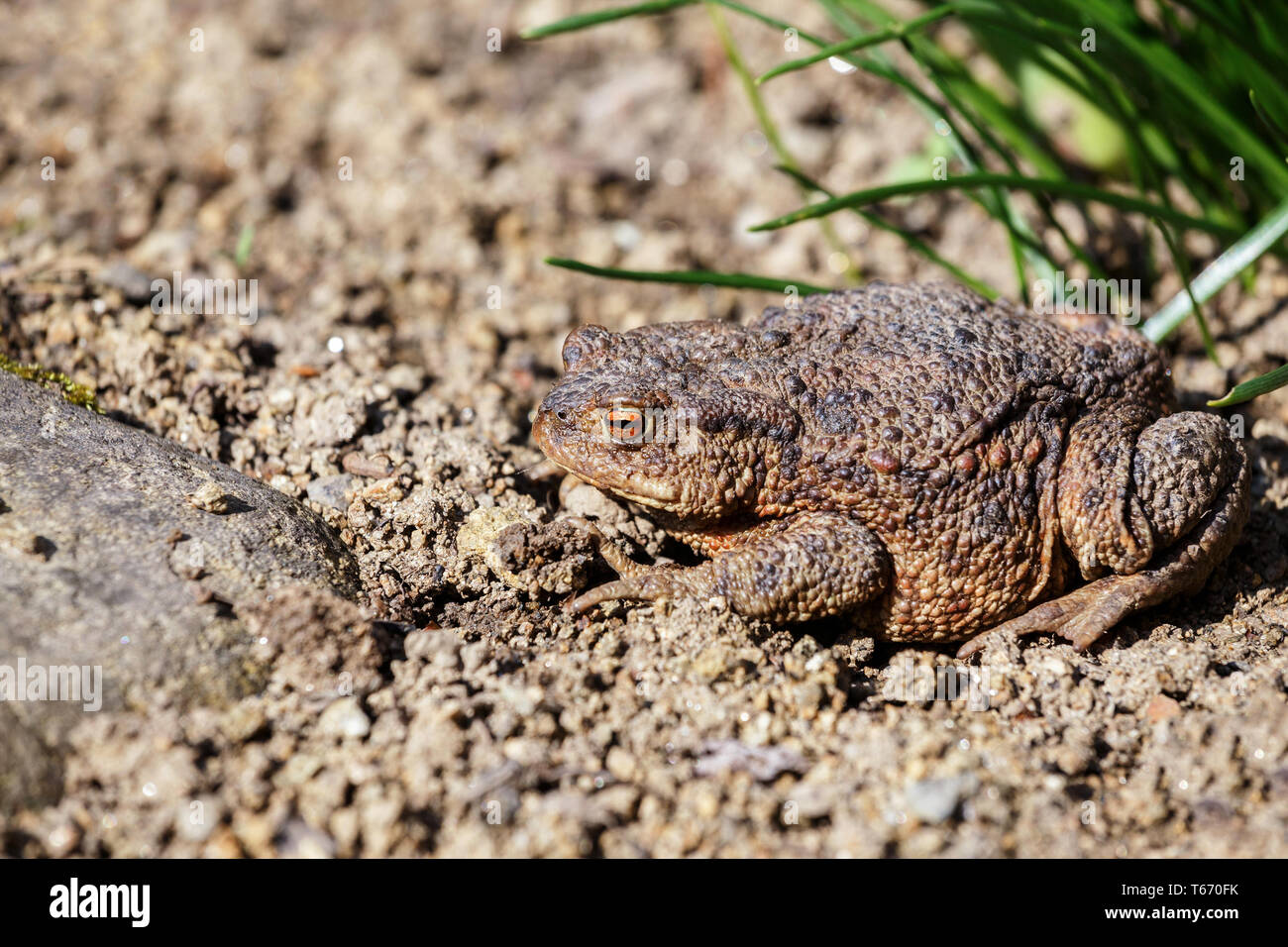 brown toad in the garden Stock Photo - Alamy