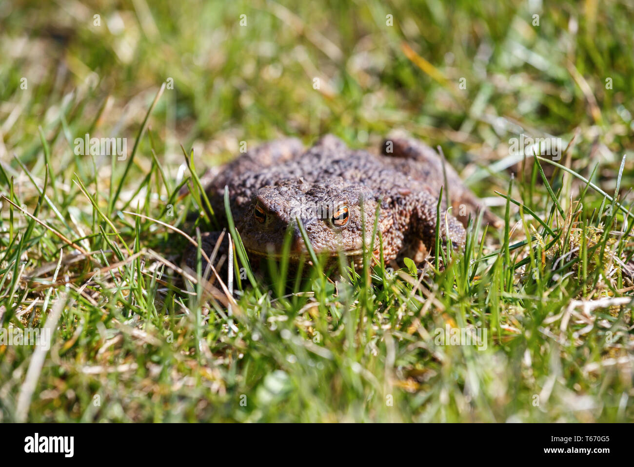 brown toad in the garden Stock Photo - Alamy