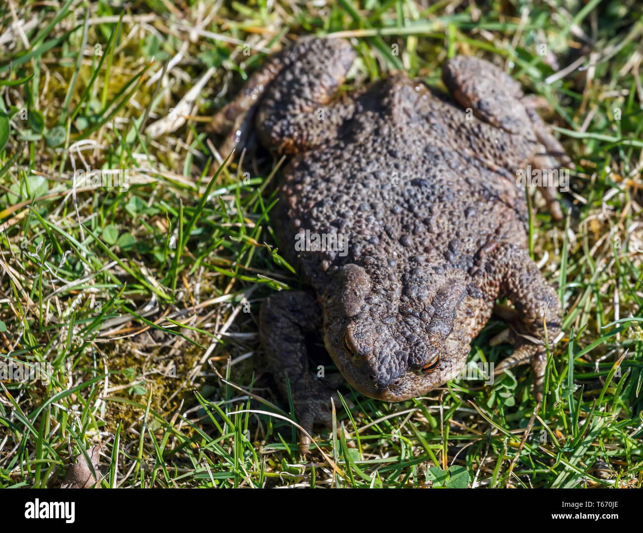 brown toad in the garden Stock Photo - Alamy