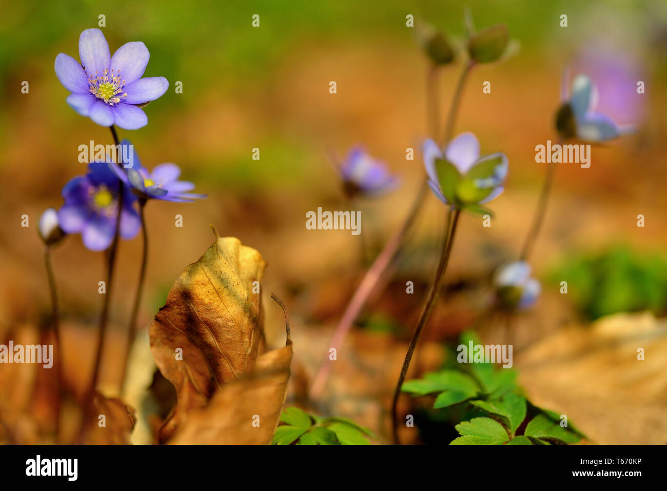 Liverwort, Anemone hepatica Stock Photo - Alamy